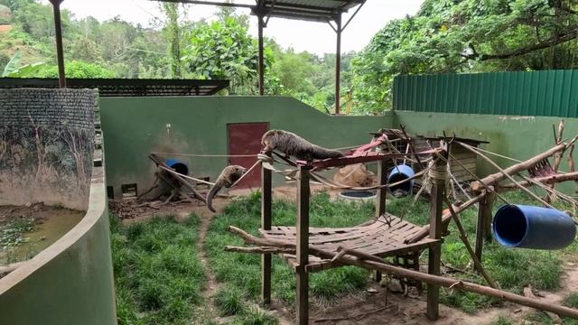 Борнео. Зоопарк. Бинтуронги  - медвекоты или котомедведи?