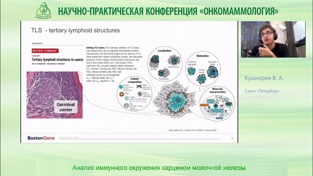 Анализ иммунного микроокружения  карцином молочной железы с использованием нейросетевых моделей