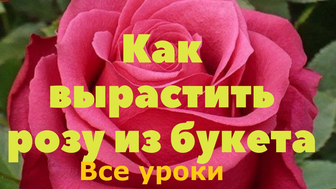 Как вырастить розу из букета. Все уроки вместе.