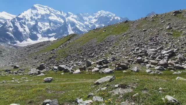 Безенги, горные туры на фоне Дыхтау на высоте 3000 м. Подход к Северной стене.  Август 2023 г.