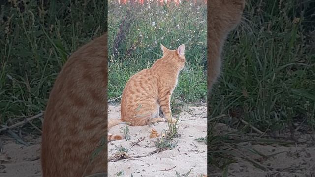 Коша́чьи, или ко́шки, Felidae ネコ科、または猫、ネコ科