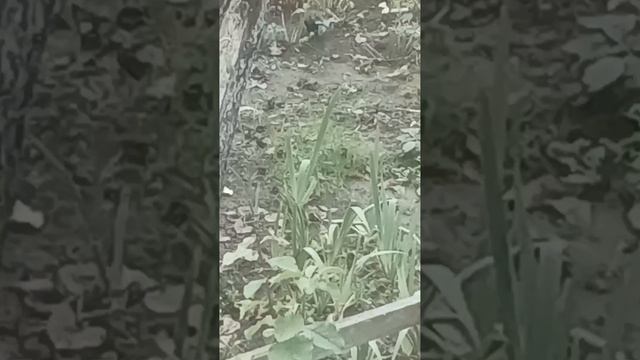 Черный голубь прилетел впервые