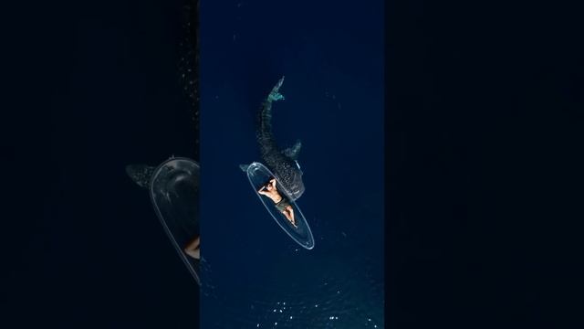 Дружелюбная китовая акула у берегов острова Сулавеси