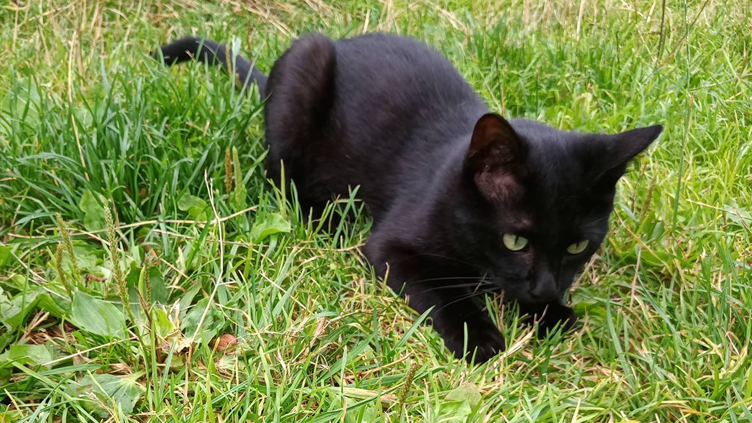 Говорящий кот