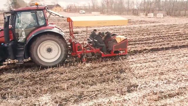 Пихта Нордмана. Дания. Высадка саженцев 2021.