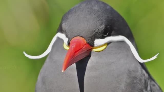 О птичке | УСиси