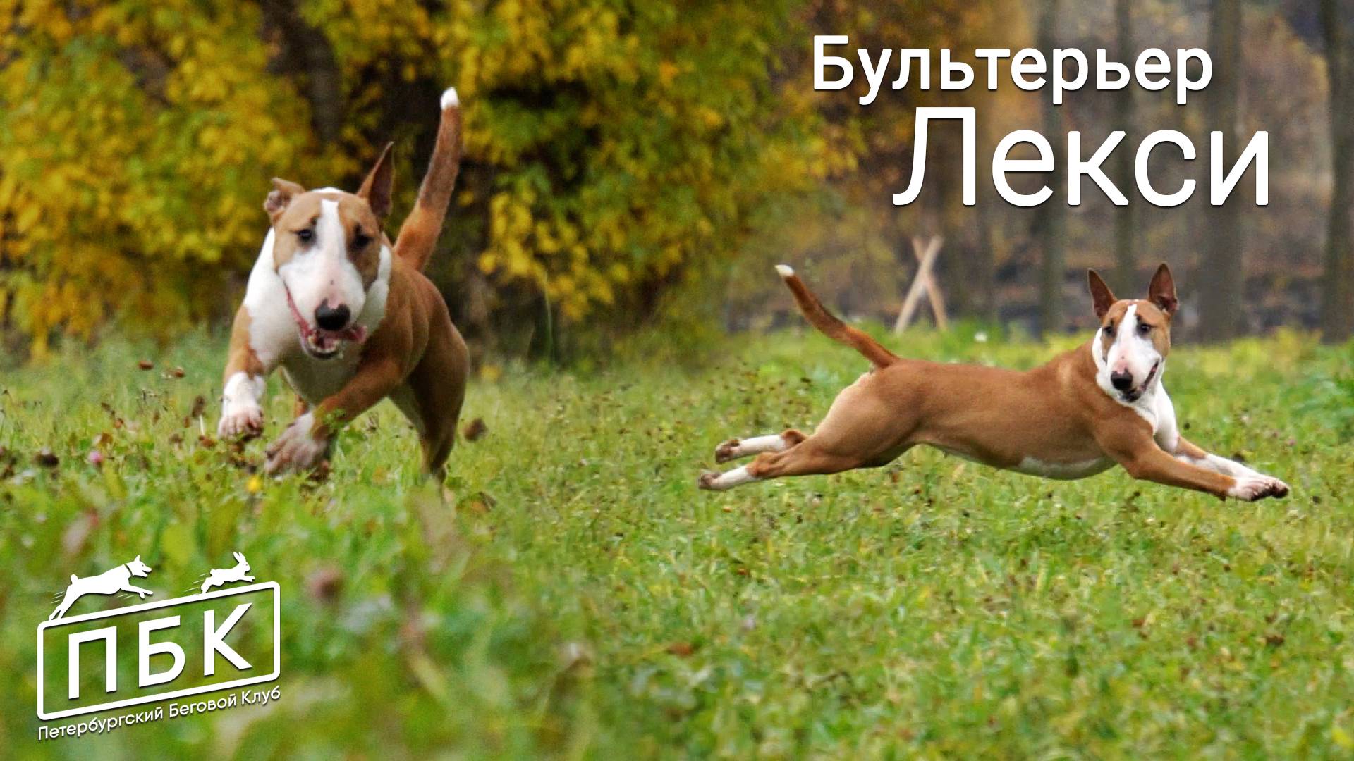 Осенний курсинг на Приморском. Стандартный бультерьер