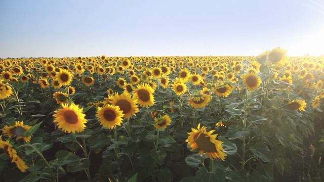 Культиватор - Ошибки агрономов _ Как получить высокий урожай