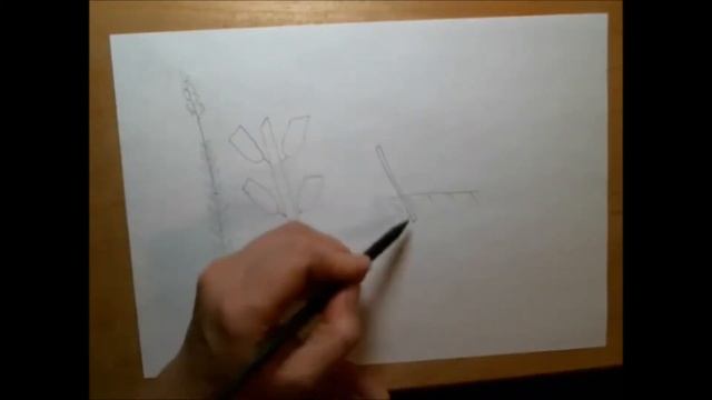 Размножение спиреи - простые способы. #сад #ландшафтныйдизайн