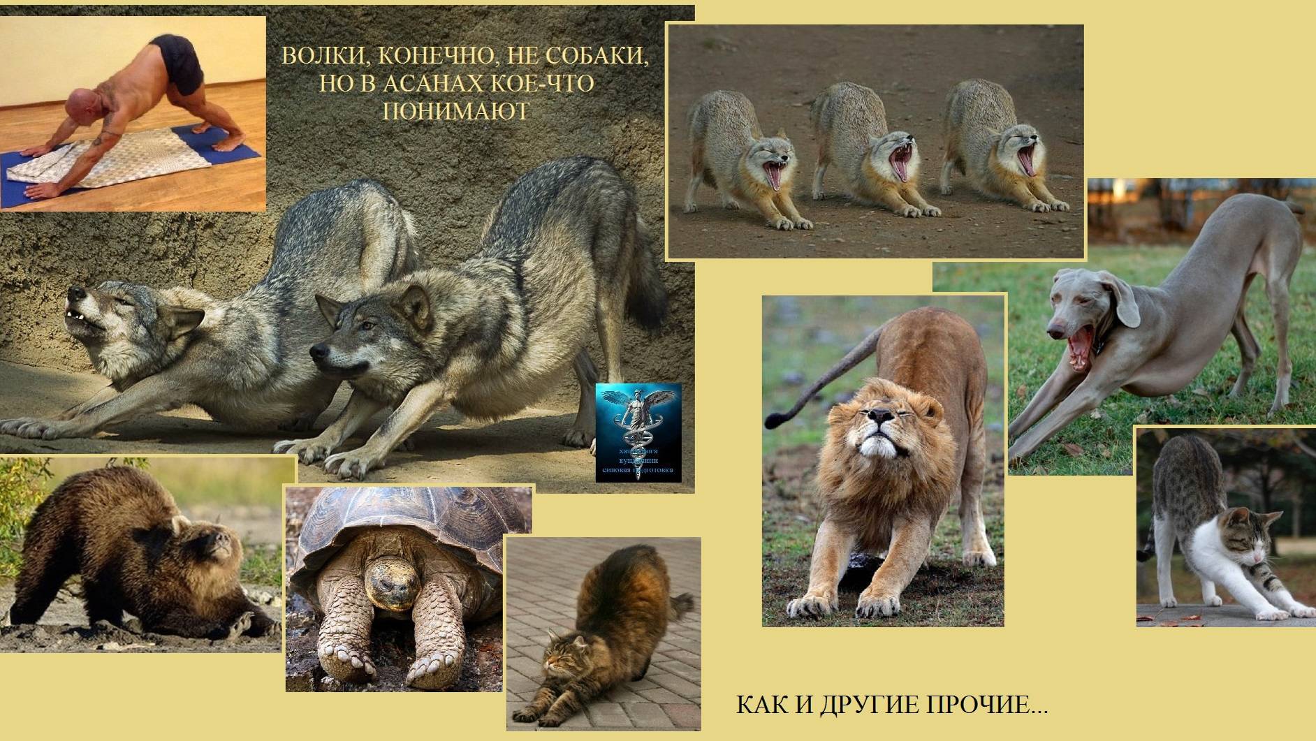 Адхо Мукха Шванасана (поза собаки мордой вниз). Начало.