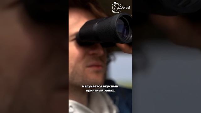 Маркетинг по-русски