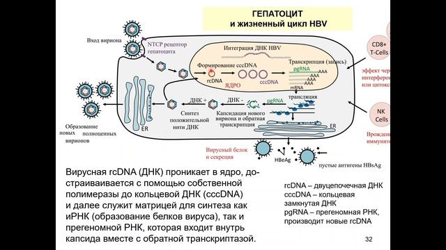 Дубынин В. А. - Физиология иммунитета - 12. Иммунитет и вирусные гепатиты