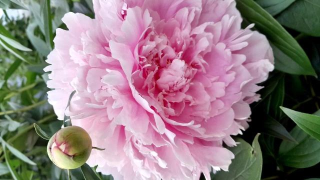 КОМЕДИЯ РОК  Гнуть Своё!!!