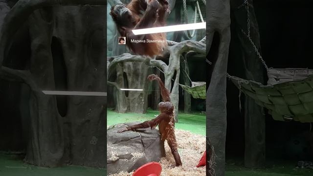 Орангутаны мама Чава и дочка Алиса.