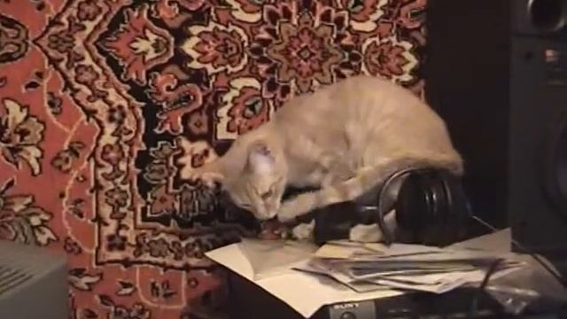 Кот, которому пофиг