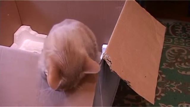 Кот и коробка