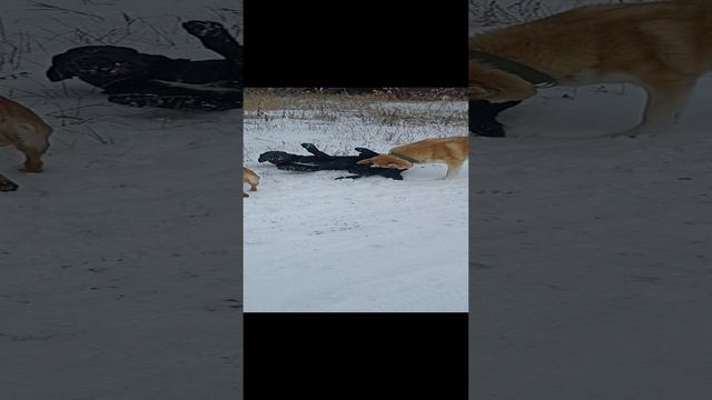 маму не поделили