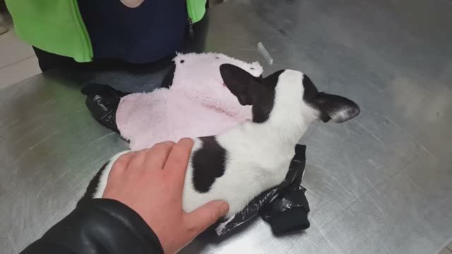 Как сделать укол собаке. Очень просто! Наглядное видео