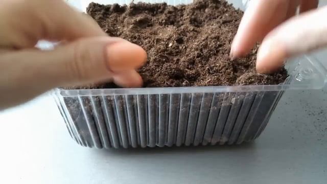 Как вырастить мандарины из косточки