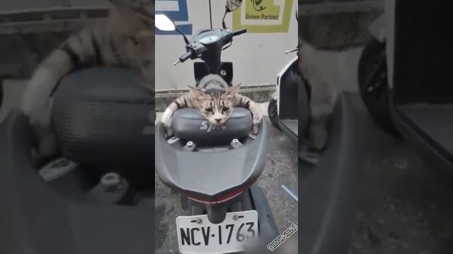 Оставили на охране