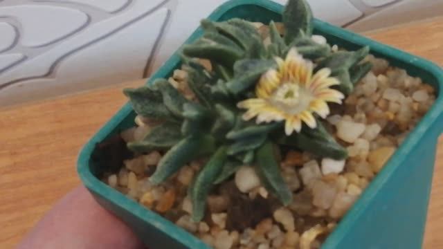 Суккулент нанантус зацвел