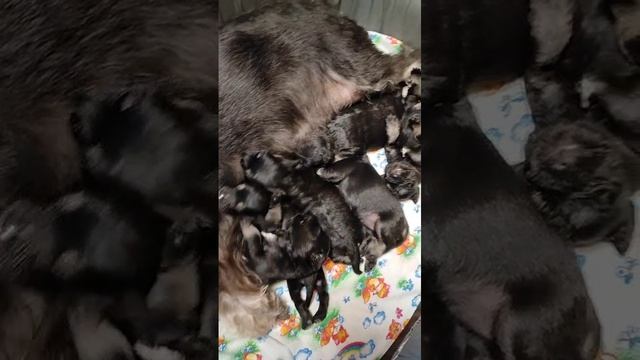 Щенки Цвергшнауцера  сегодня малышам 2 недели.