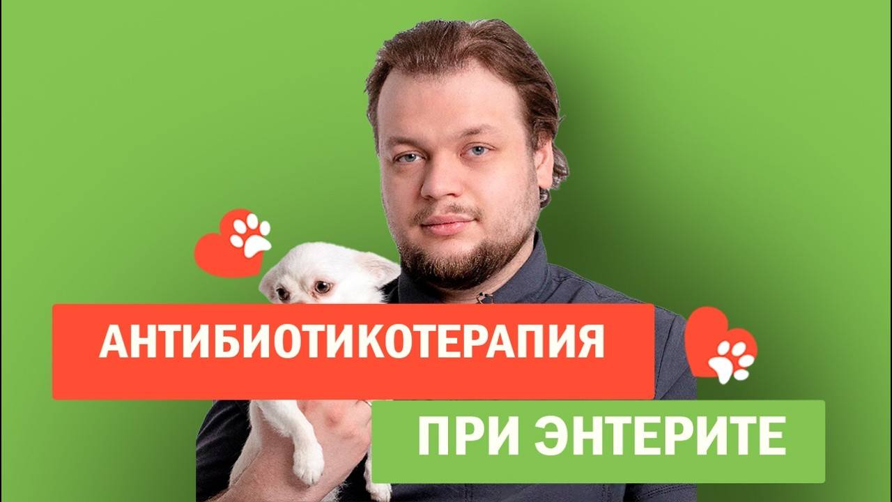 Антибиотикотерапия при парвовирусном энтерите