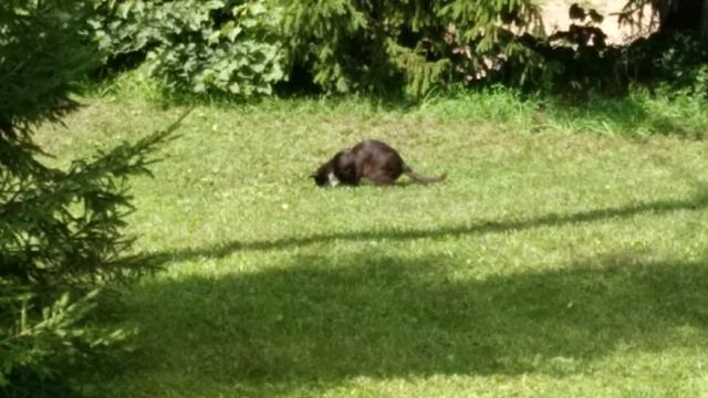 Кошка играет с мышкой