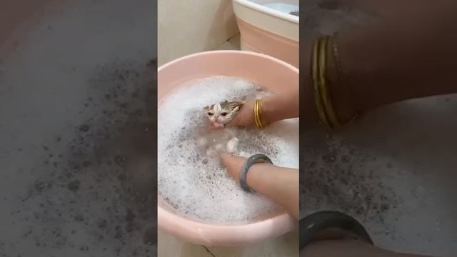Котика моют смешные шортсы на рутубе смотреть видео для всей семьи