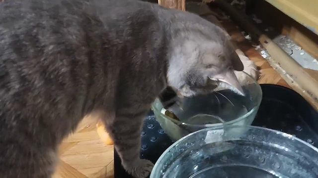 Карамелька нашла себе занятие. Топит в миске игрушки, потом достает😂😂