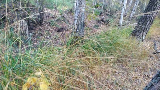 Воронежская осень в лесу (2024)