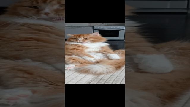 Марс кот зевает