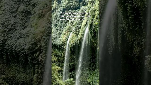 Факт про джунгли Амазонки