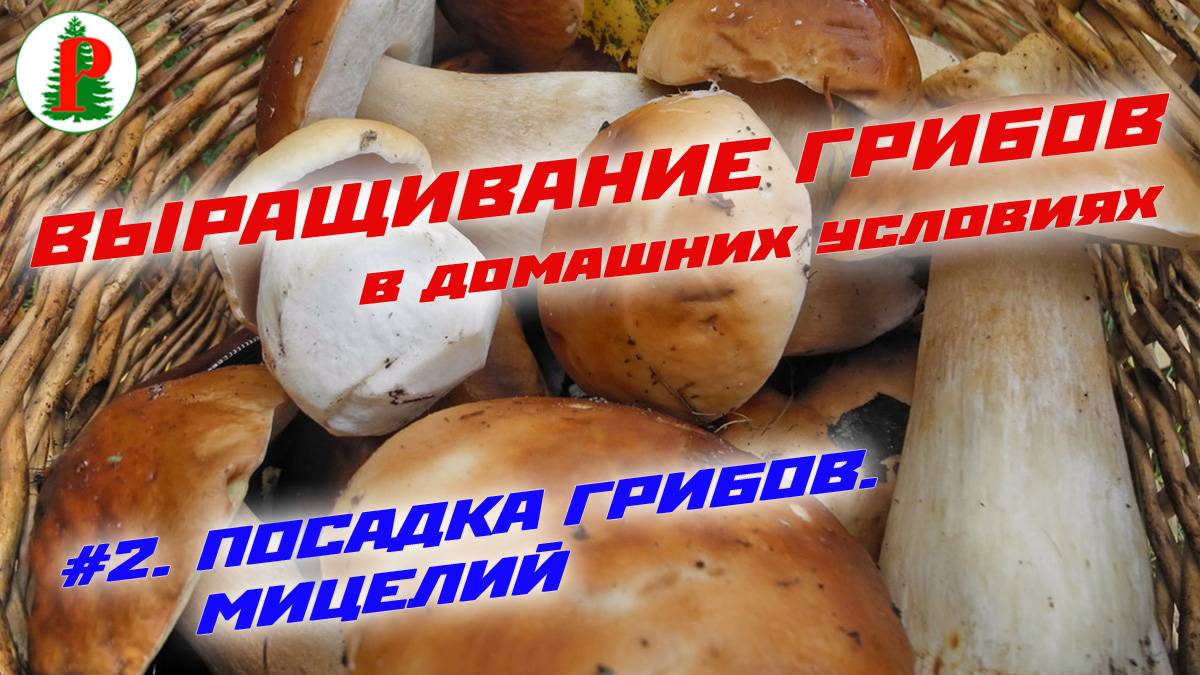 Посадка грибов. Мицелий