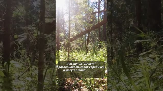 Факт о растениях