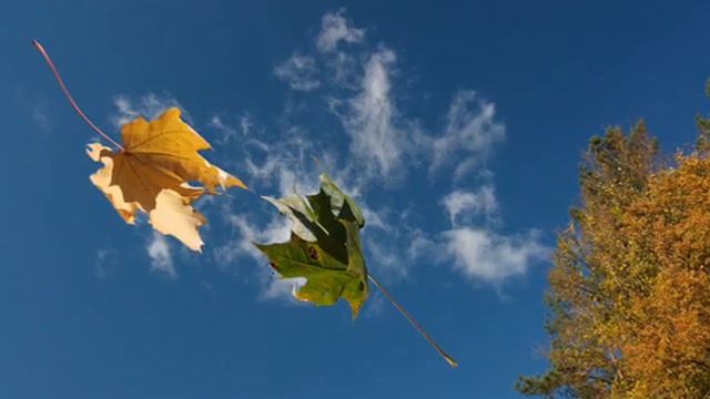 Осень Падает лист