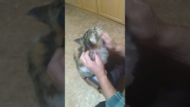 Массаж Кошке