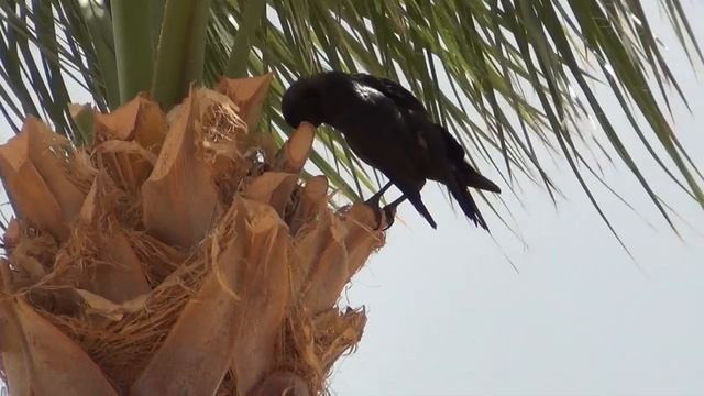 2. Шарм-эль-Шейх 24. День 1