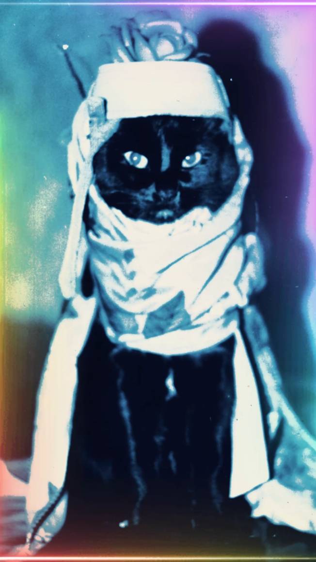 Когда любимый кот Татоша хочет быть нарядным