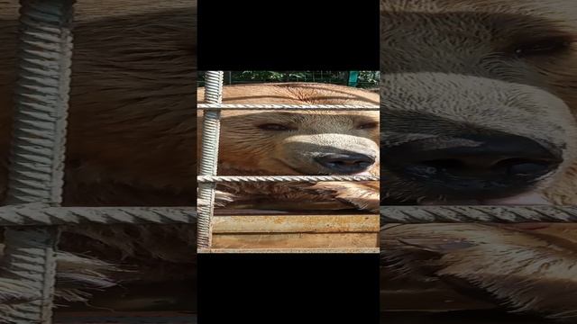 Медведь на пляже Каспийский берег