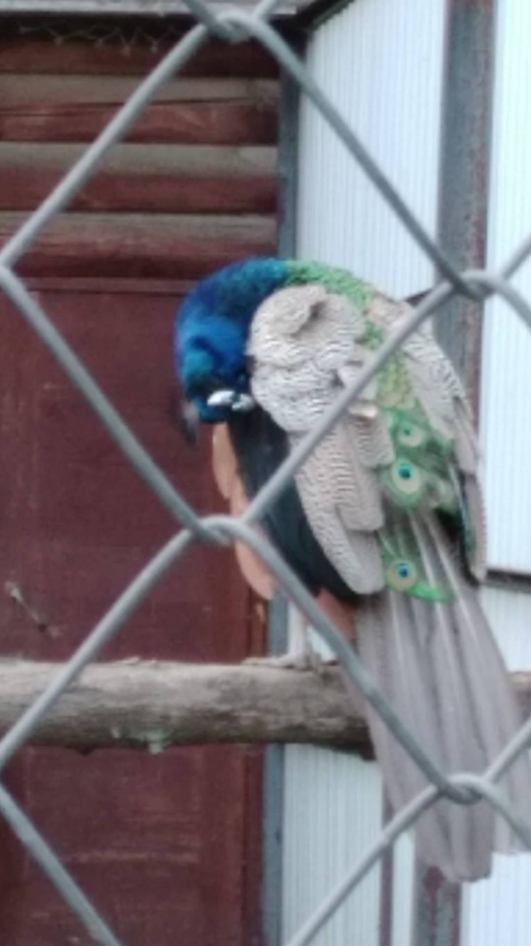 Павлин наводит послеобеденный марафет