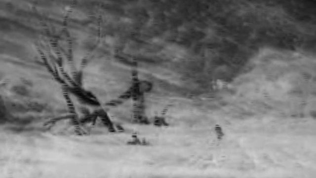 Вьюги белые