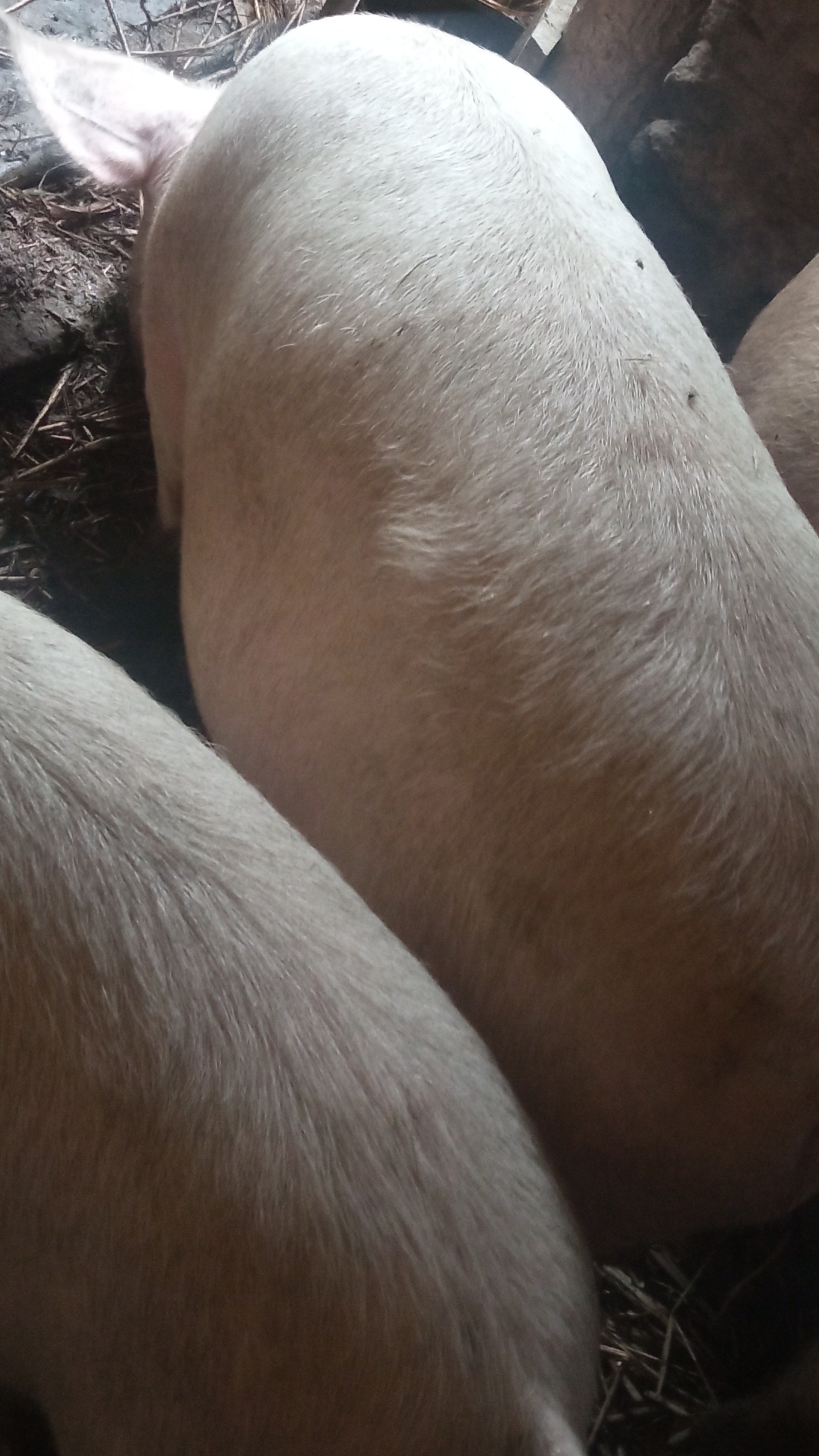 Свинновоцтво не царское это дело