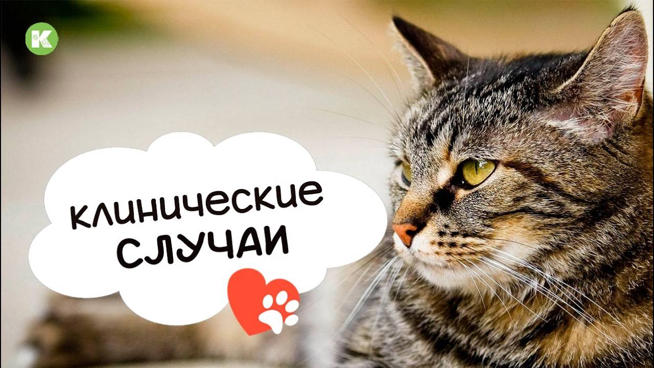 Клинические случаи с положительным и летальным исходом. Как определить прогноз заболевания