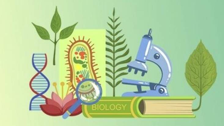 Биология 9 класс. Ядро клетки.--