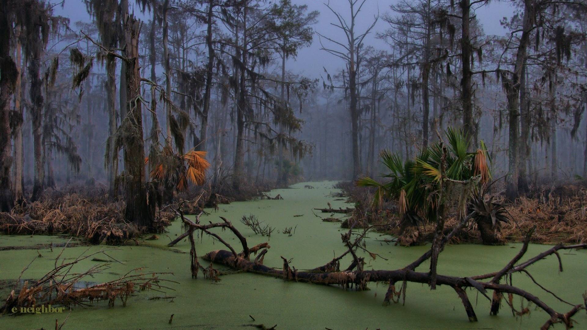 Stalker Online  На юге болота... ).