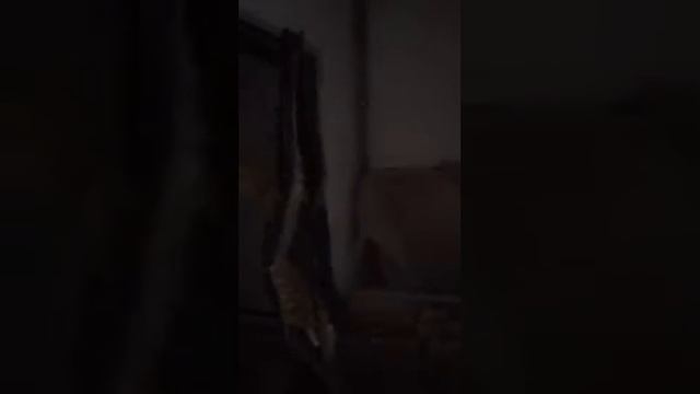 китайские двери