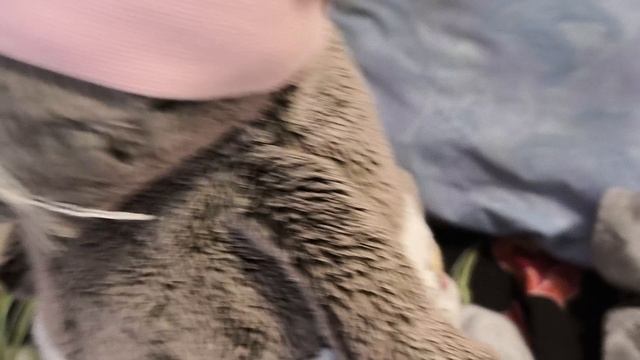 как мы в Хэллоуин басю напугали 👻👻😨😉🤣🤣🤣🤣🤣🤣