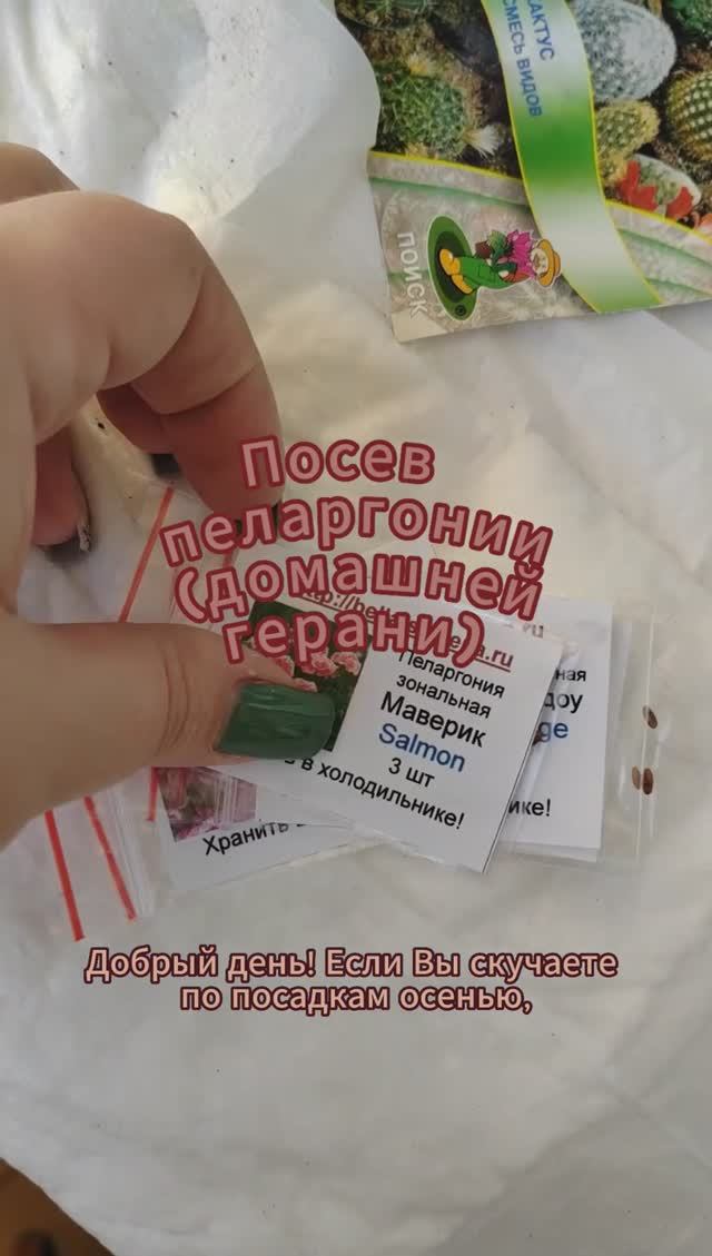 Герань в домашних условиях: правила посева пеларгонии #герань #пеларгония