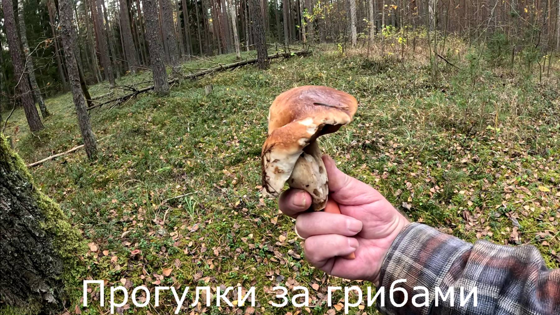 Прогулки за грибами.  Проверяю водоем, и собираю грибы.